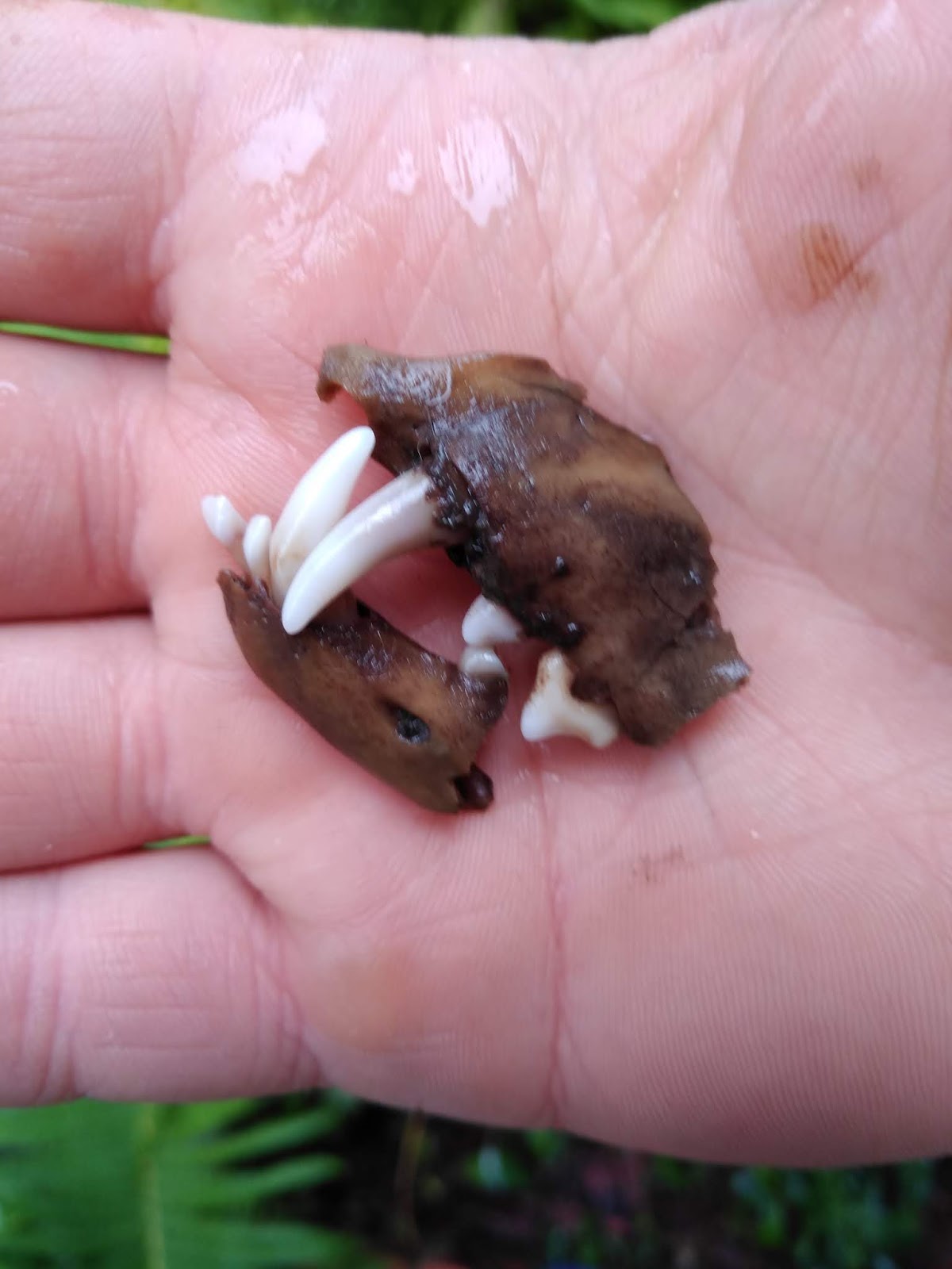 My Dad's Name is Harold: Necro-fertilizer: The Teeth and Bones of a Fox