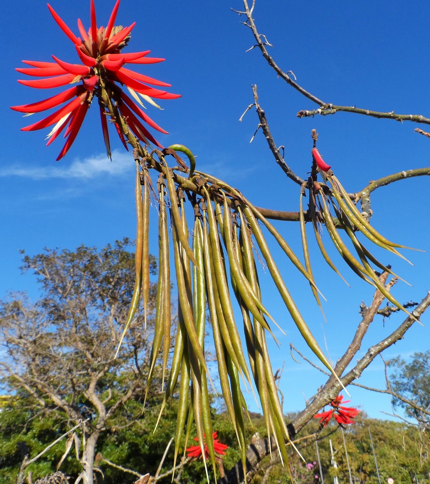 Mulungu (Erythrina speciosa Andrews) | A planta da vez