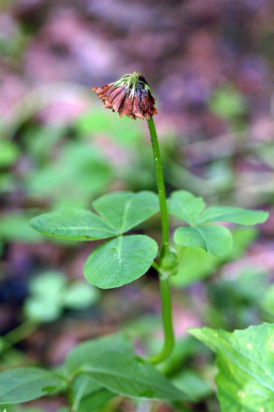 Field Biology in Southeastern Ohio: Lake Katharine State Nature Preserve