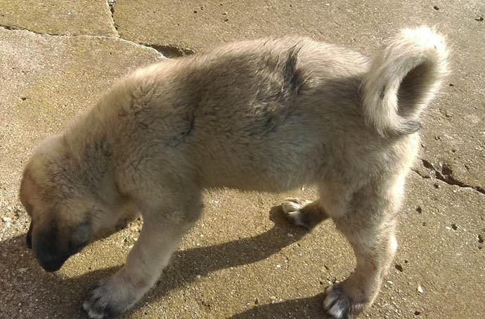 Kangali na prodaju / Turkish Kangals puppies on sale