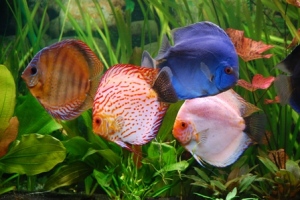 Element Wasser: Diskus-König des Süßwasseraquariums