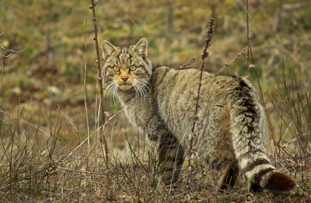 WildWatching Spain: Gato montés de caza / Wildcat hunting