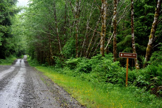 crazy little thing called blog: The Queets Rain Forest in Olympic ...