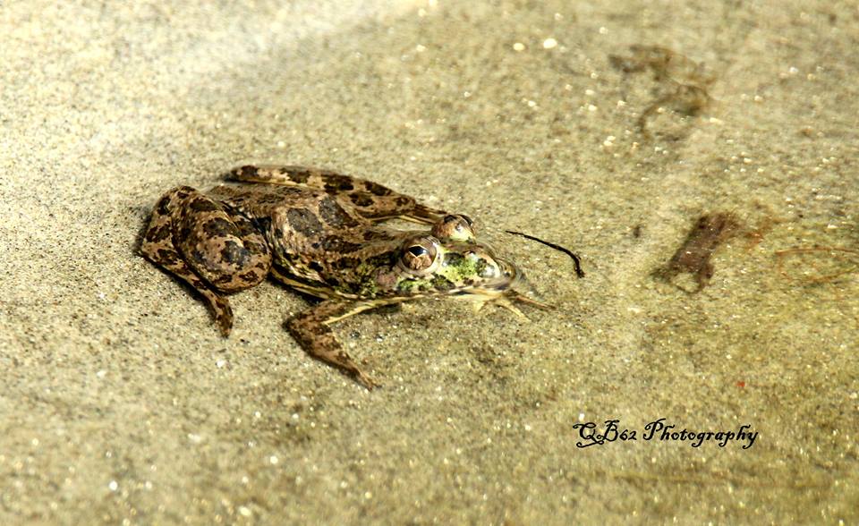 Frogs of Bangladesh: Skipper Frog