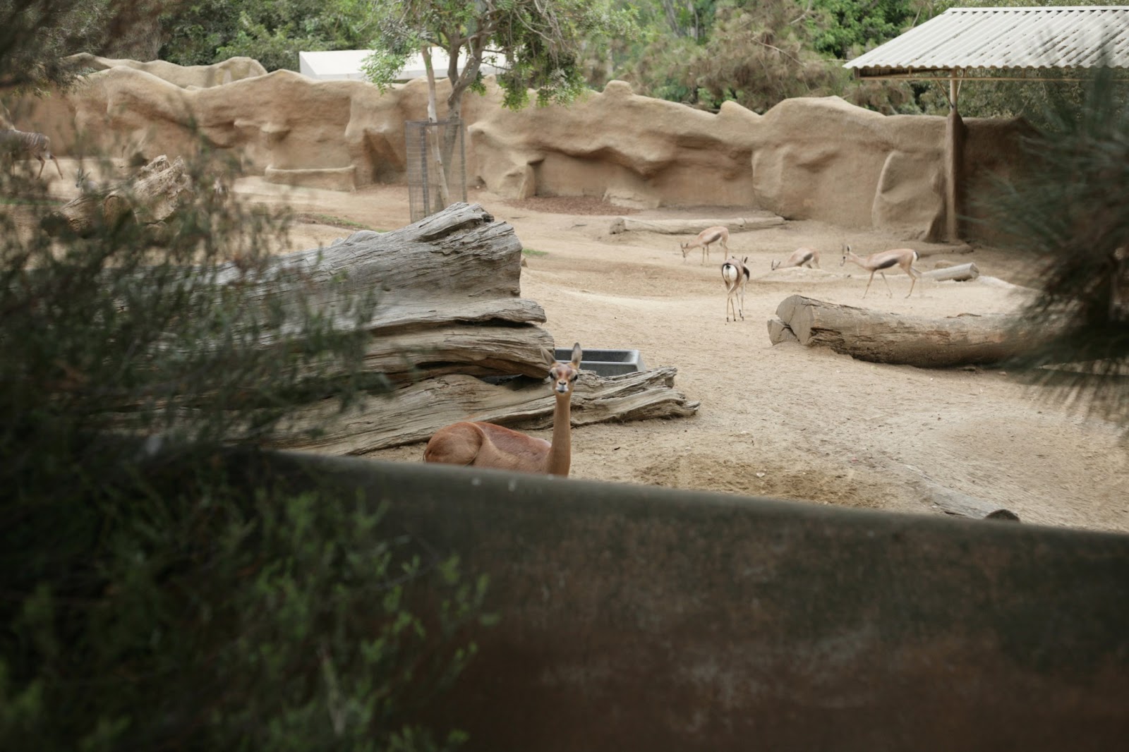 37 States, 39 Days: Top Gun Friday