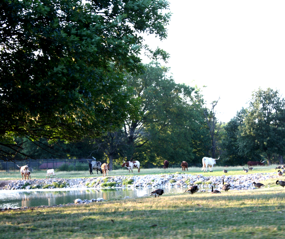 A Little Time and a Keyboard: An Evening with the Animals at Grant's ...