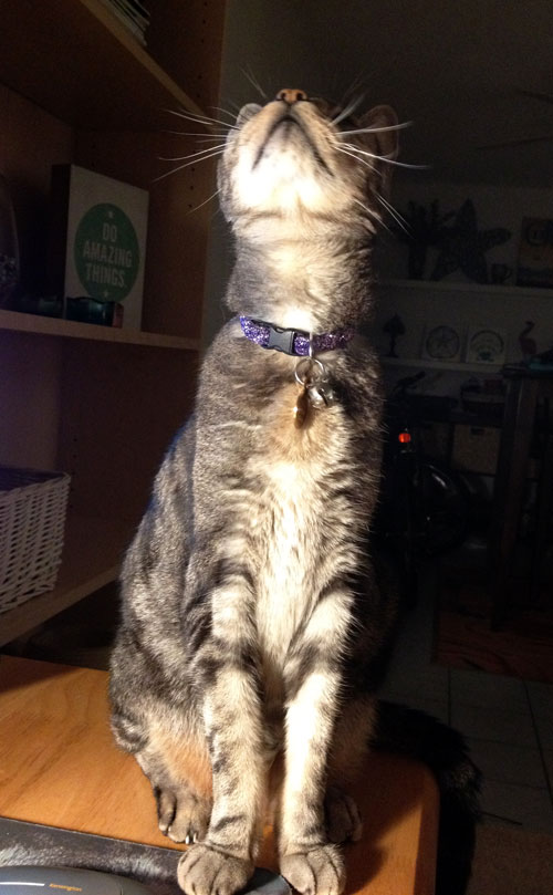 Your Daily Cute: Two Cats Tuesday: Pimp Shines and Moo Loafs