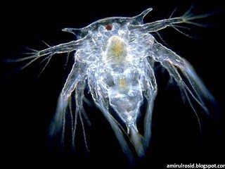 Laporan Biologi Laut (Teritip) ~ fusan fuhume