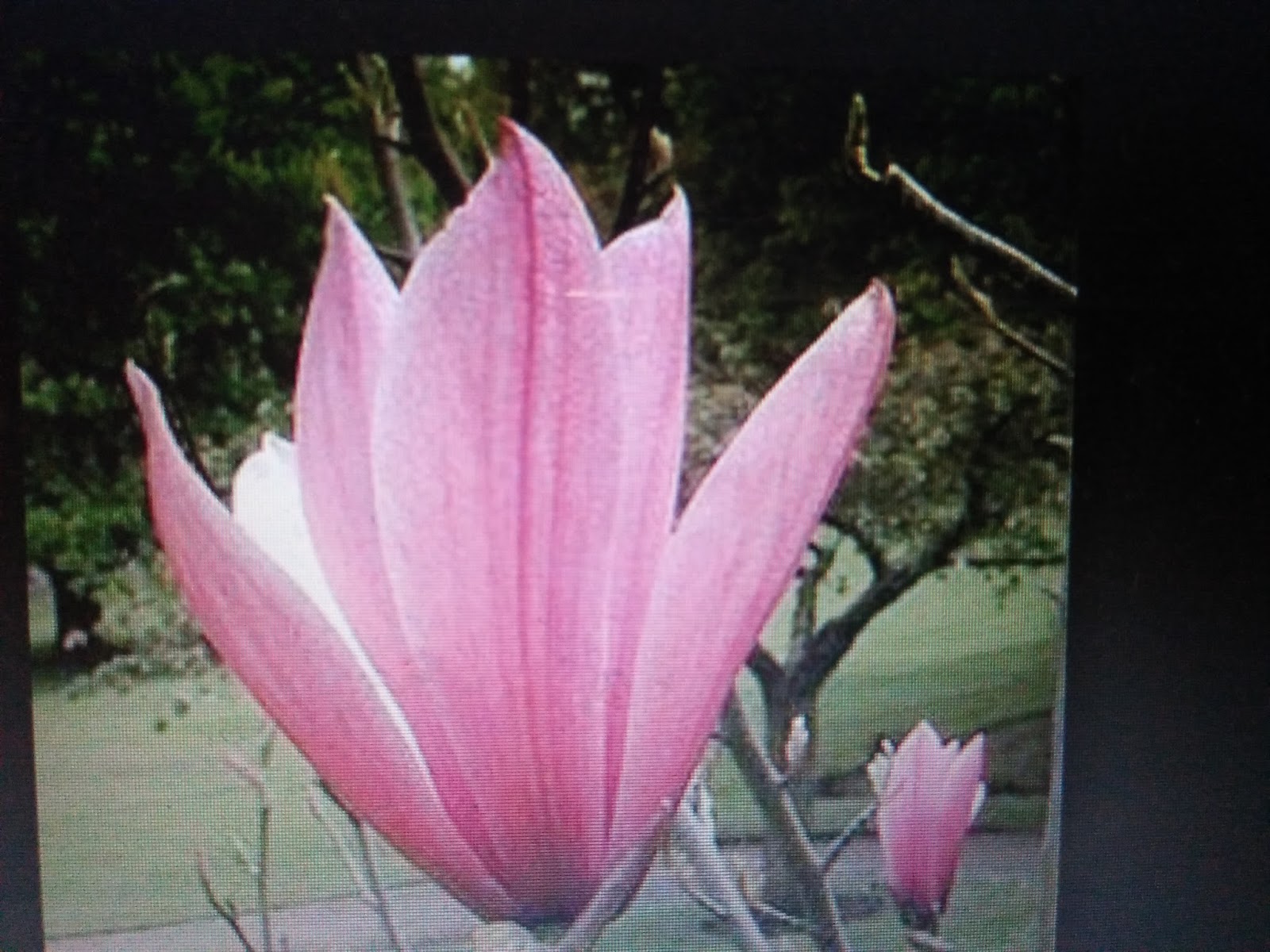 Fuziah Sulaiman blog: Jom kenali Flora BUNGA CEMPAKA di Laman ...