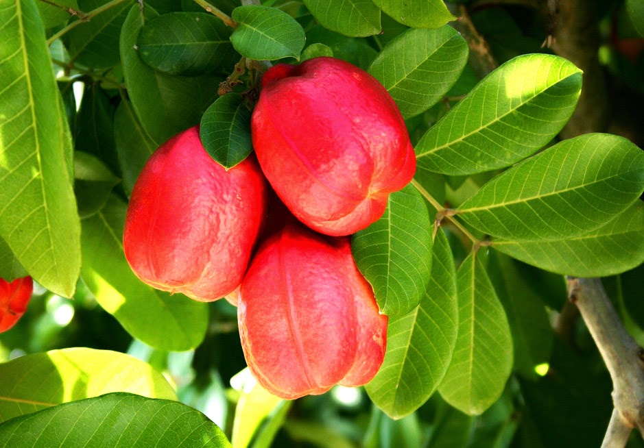 What are the Health Benefits of Ackee Apple Fruit - VegetaFruit