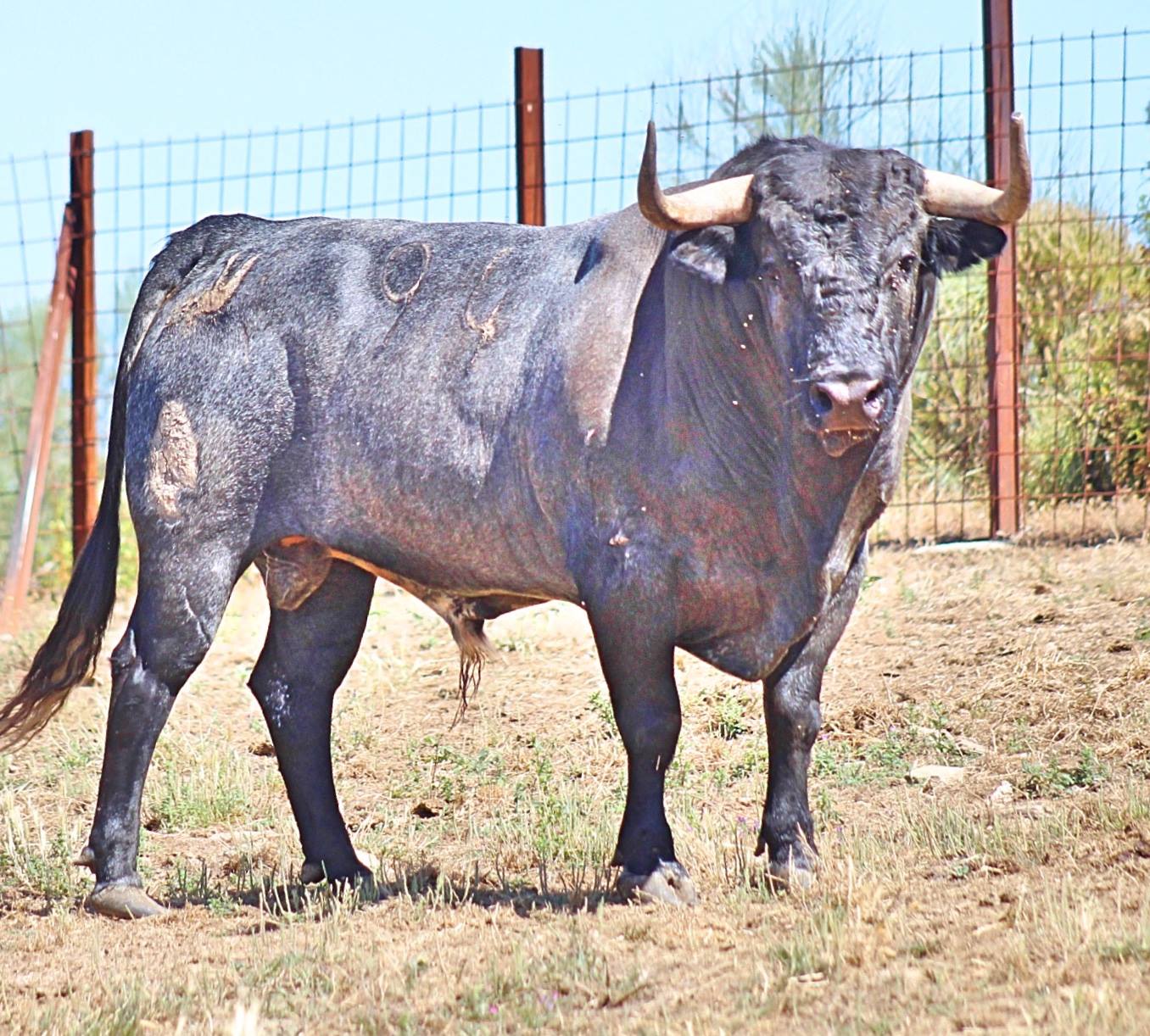 Crónicas taurinas 'Desde la barrera': Almassora apuesta por el hierro ...