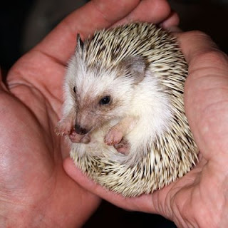 BICHOS DE ESTIMAÇÃO E EXÓTICOS: OURIÇO-CACHEIRO