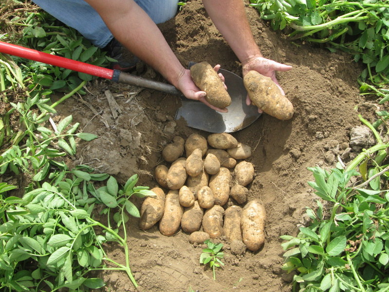 Land of LIQUID: "Famous Potato" Land