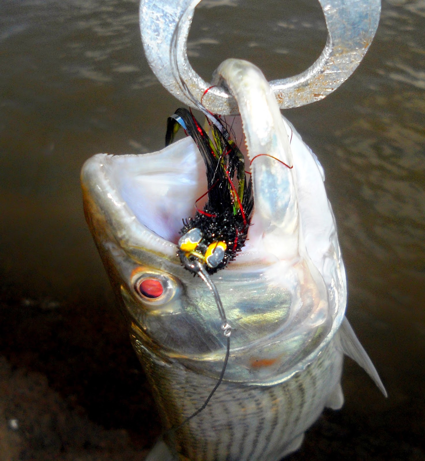 Johnny Fly Fishing Blog