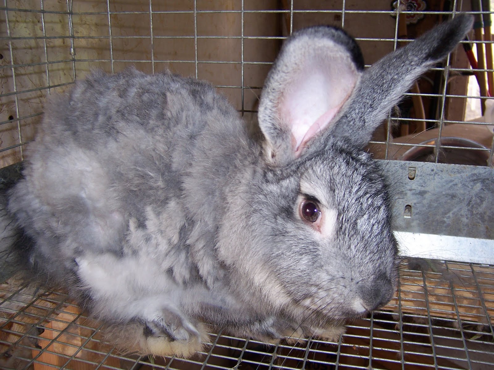 Newfound Traditions: Haircut for the Angora Rabbits