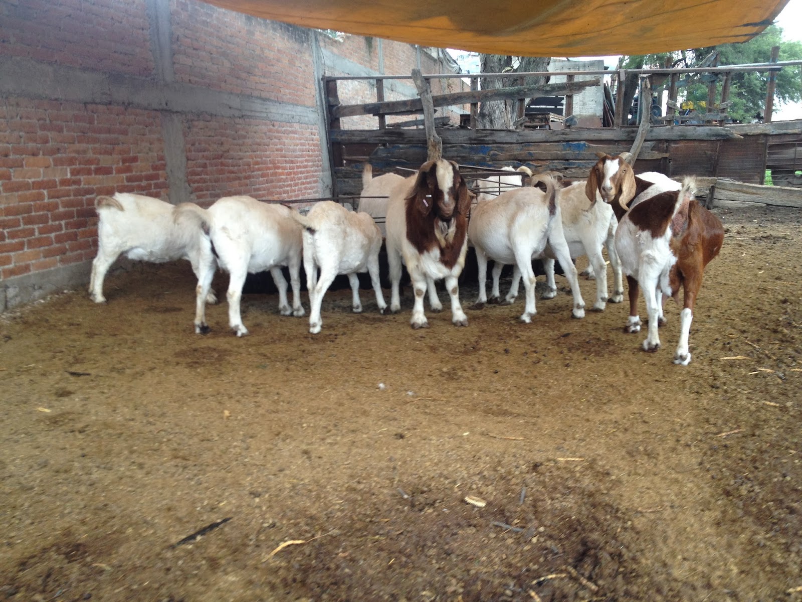 Venta chivos boer y cabras boer de calidad