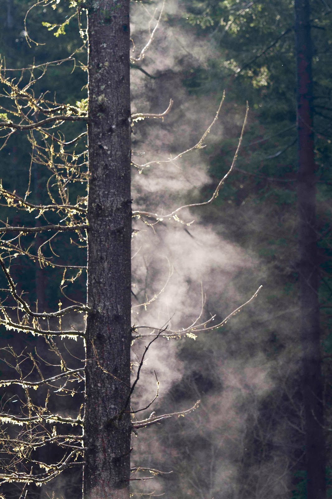 NWflora: Steamy tree