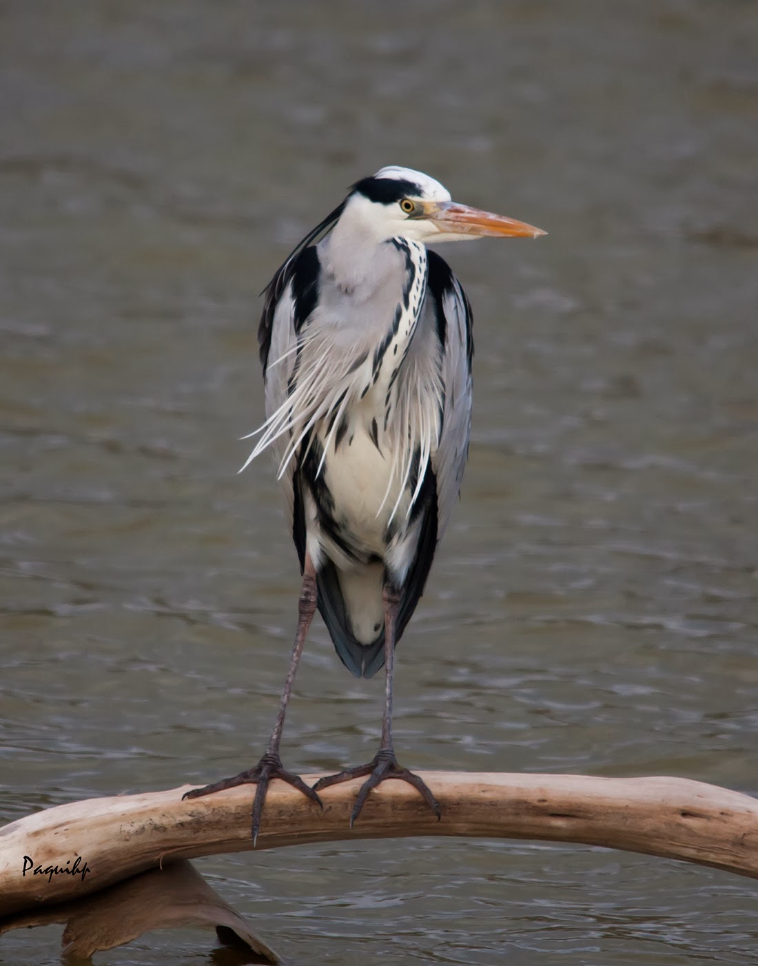 Paqui.blog de naturaleza: GARZA REAL