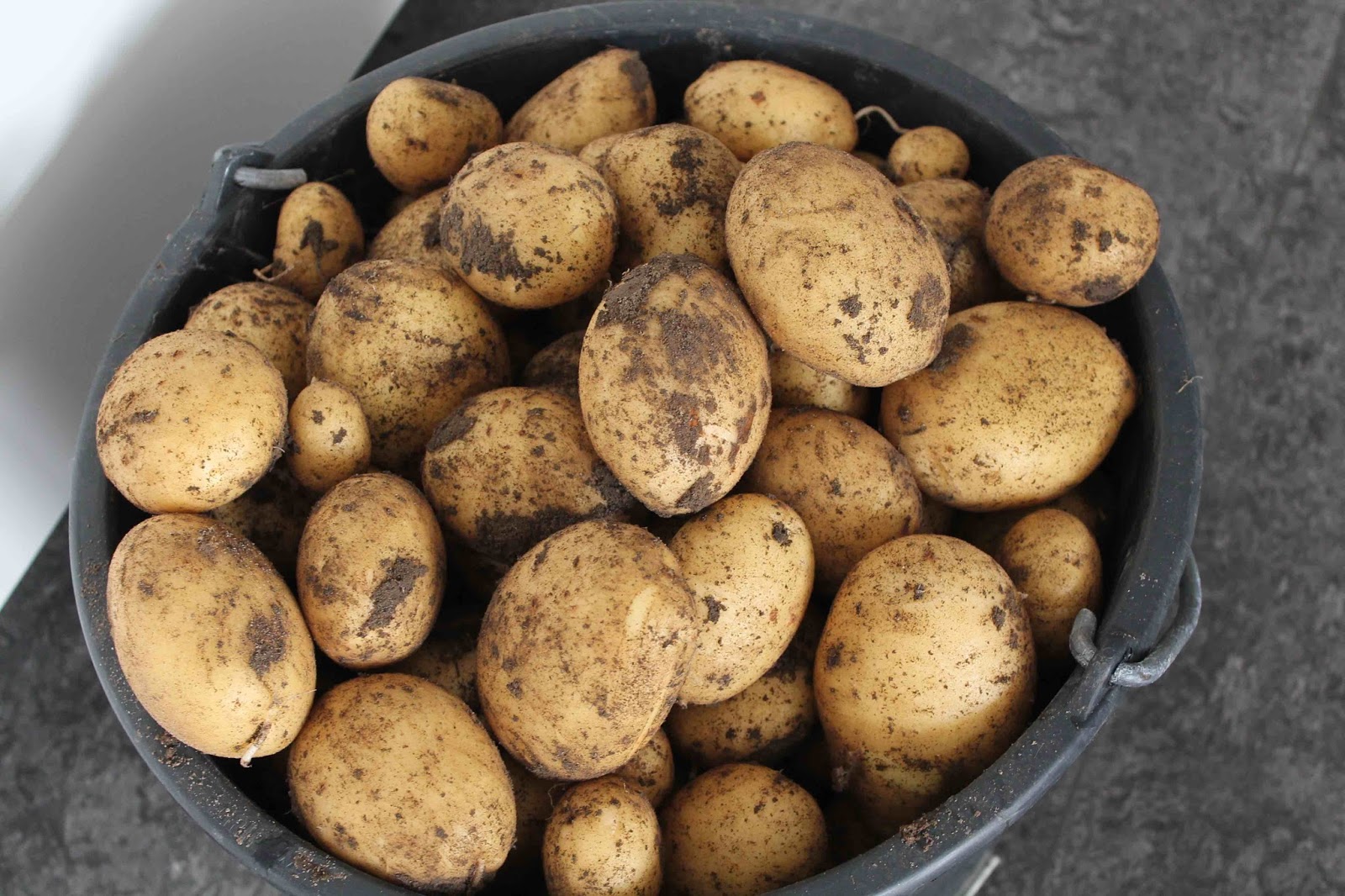Få lite Matro: Potatis, potatis, potatis