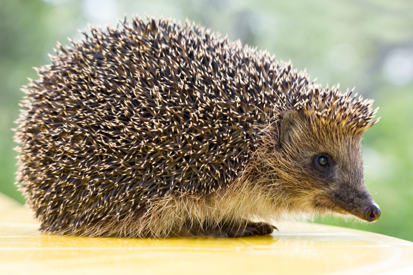 Amazing Hedgehog - Hedgehogs Facts, Photos, Information, Habitats, News ...