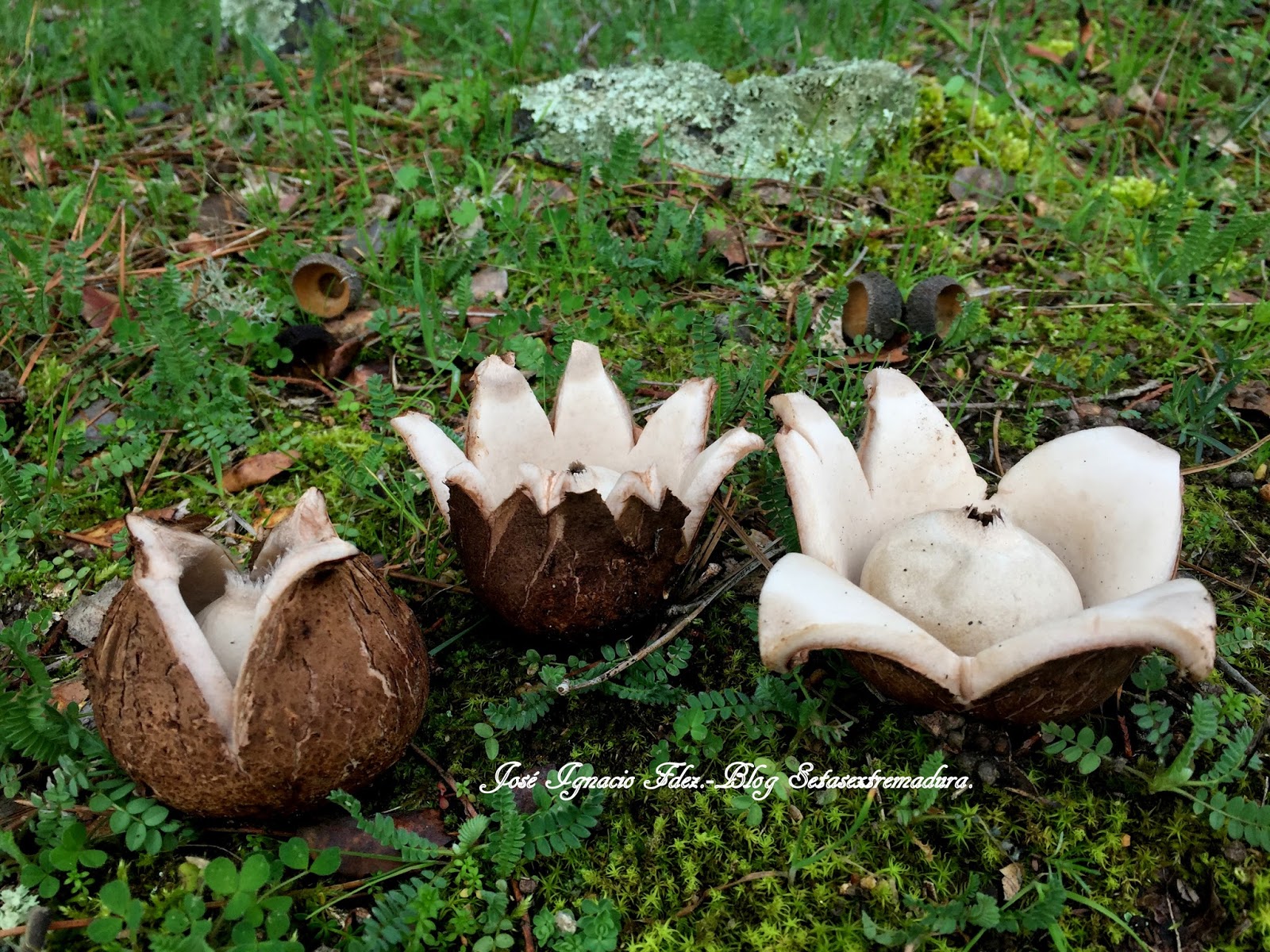 Setas Extremadura : Geastrum Michelianum - (Geastrum Triplex)