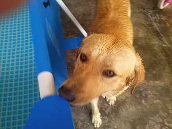 Ayudame a volver a casa: Labrador caramelo ENCONTRADO en Los Olivos ...