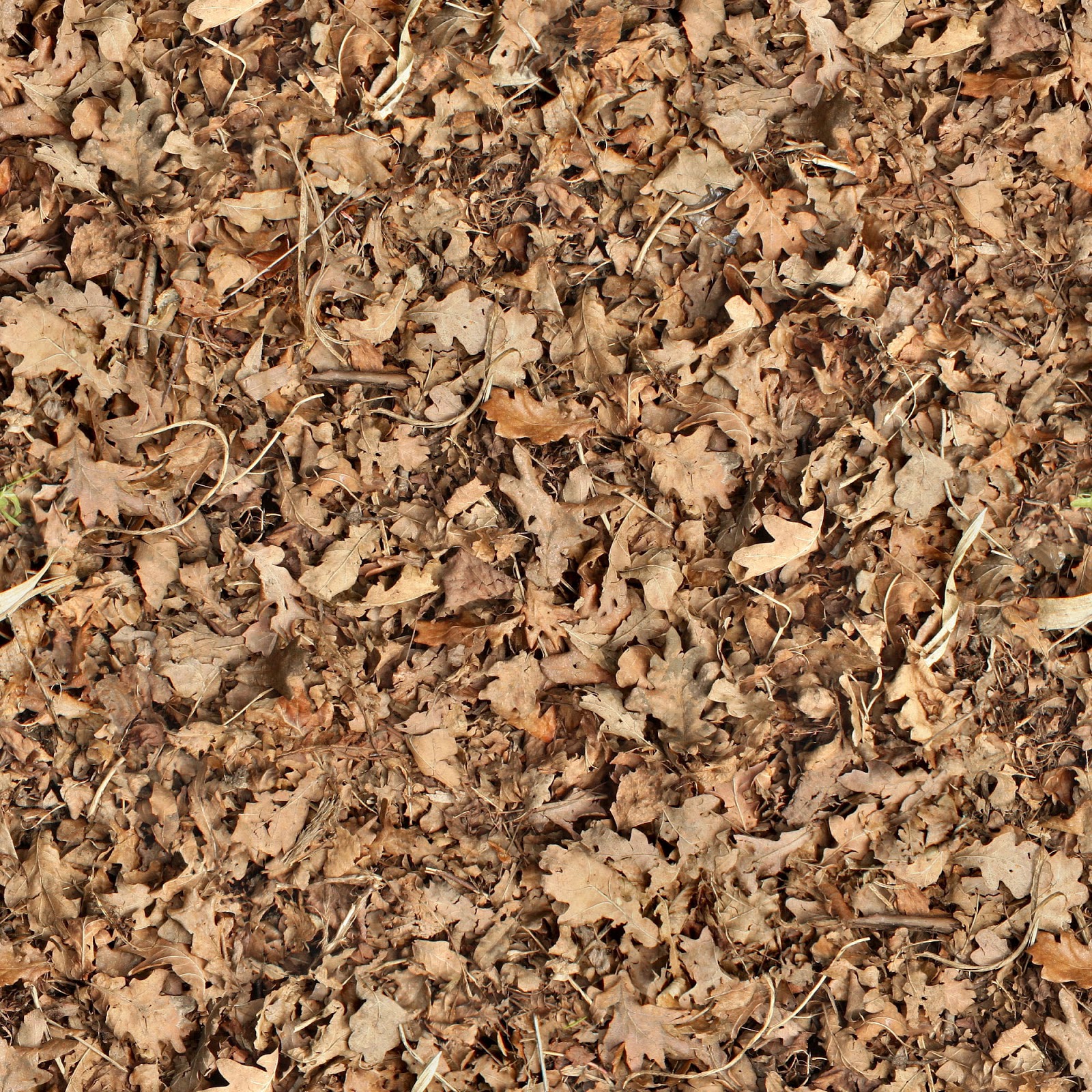 Forest Floor Texture Seamless