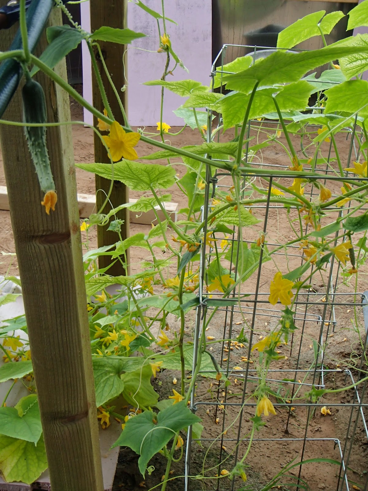 Ridge Berry Farm: The Citron Watermelon