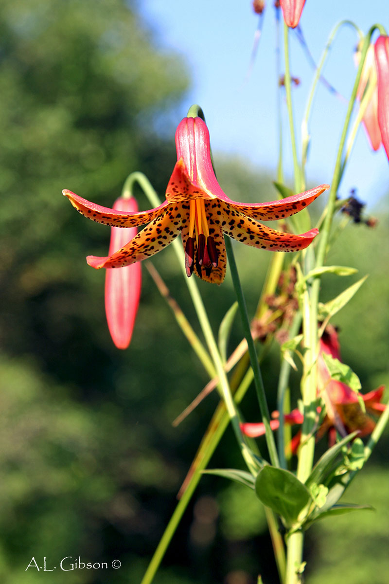The Buckeye Botanist: Ohio's Native Lilies
