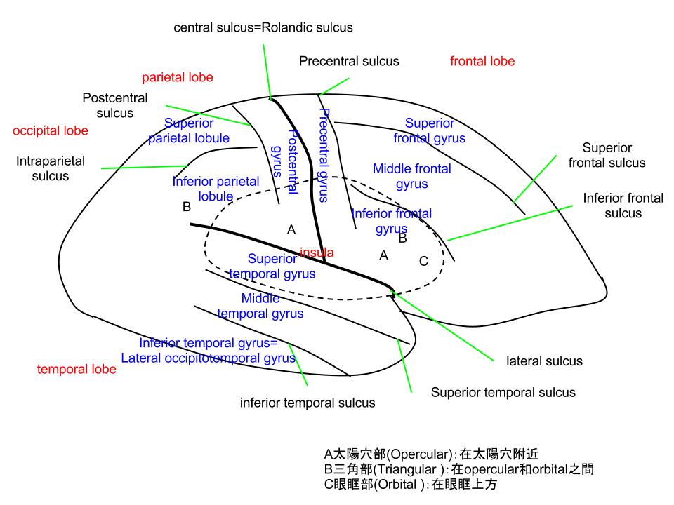 大腦溝與迴(cerebral gyru and sulcus) - 小小整理網站 Smallcollation