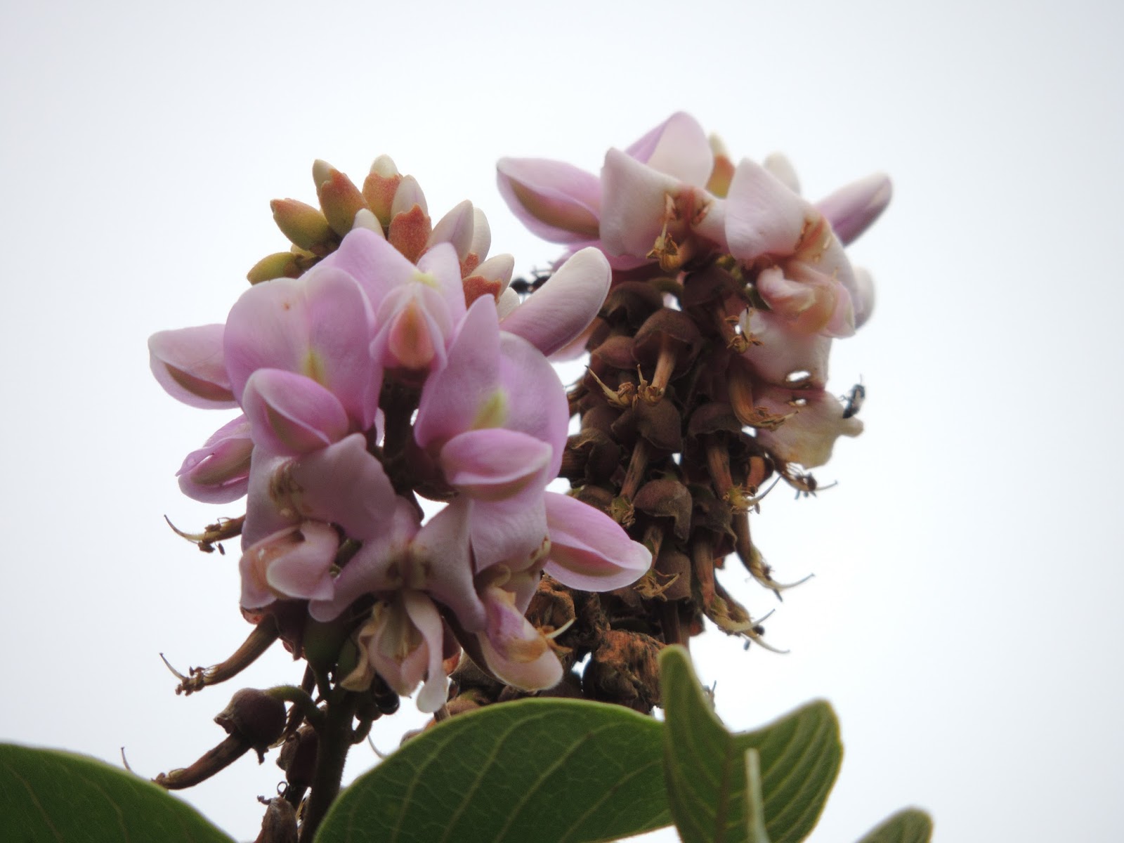 Fabaceae - Leguminosae no Brasil: Fabaceae - Lonchocarpus cultratus ...