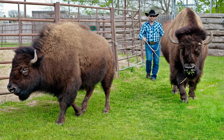 A family shares their house with two bison (13 pics) | Amazing Creatures