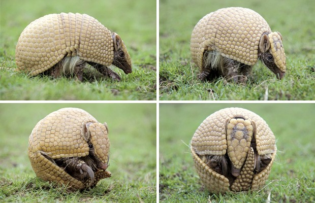 Save the Armadillo Ball ( Tolypeutes Tricinctus ): Mascot of the 2014 ...