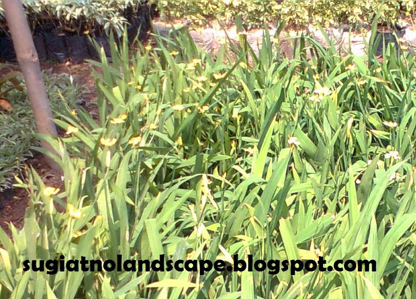 Tanaman airis | pohon airis | tanaman hias | Tukang Taman