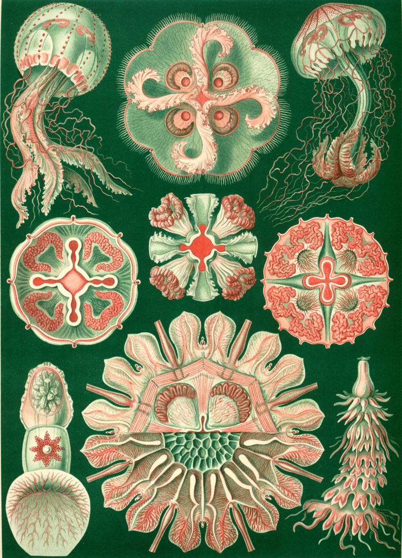 El Hurgador [Arte en la Red]: Ernst Haeckel ['Kunstformen der Natur ...