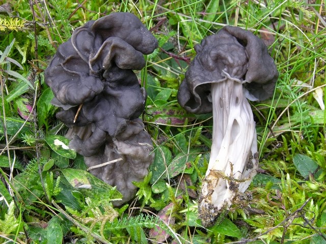Setas y hongos: Helvella lacunosa - Oreja de gato negra