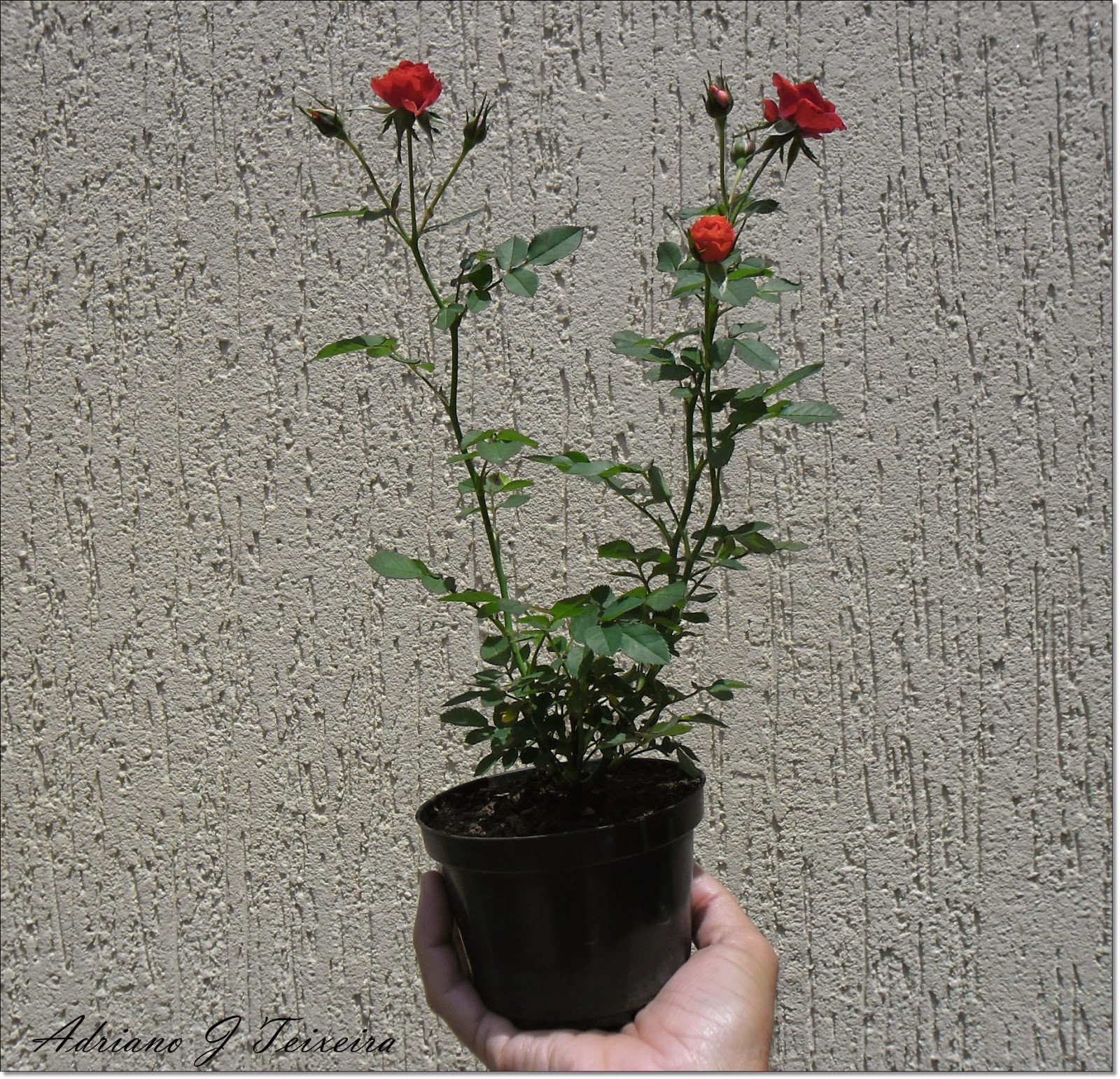 Mundo das Plantas : Mini Rosa - Pequenas plantas