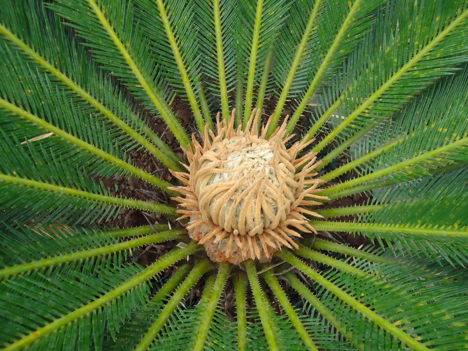 PLANTAS E AFINS....: Cicas (Cycas revoluta)
