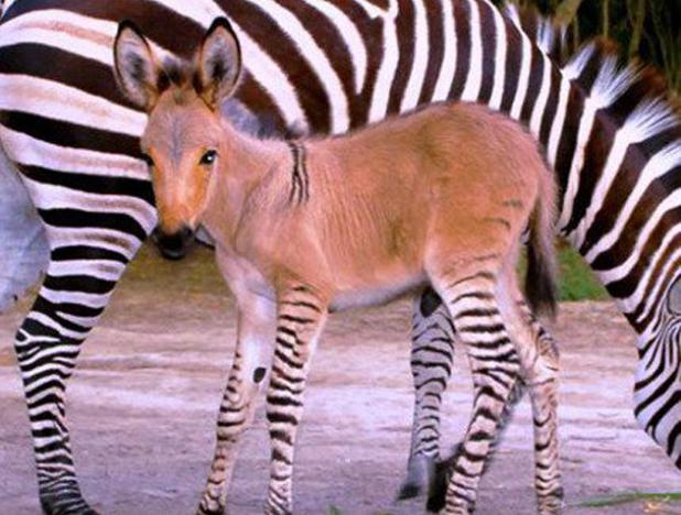 El Parroquiano: Cruce entre cebra y burro causa revuelo en un zoológico ...