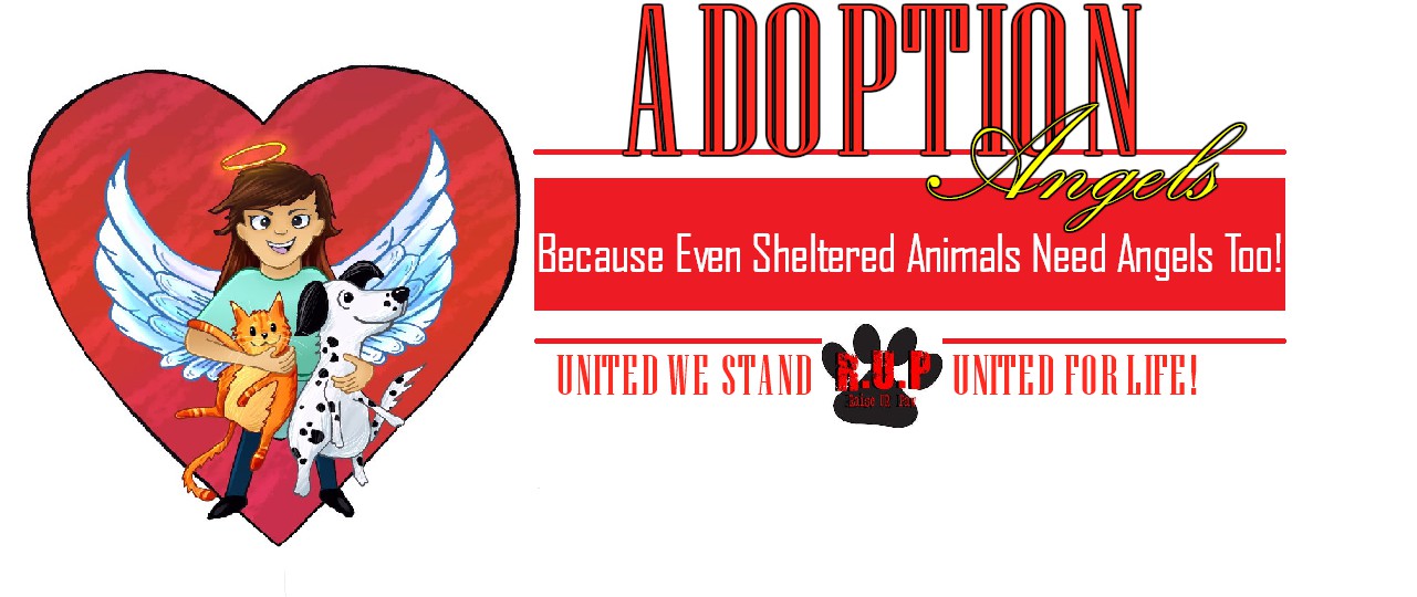 RAISE UR PAW NEWS: ADOPTION ANGELS CAMPAIGN ---- MAKE A STAND FOR ...