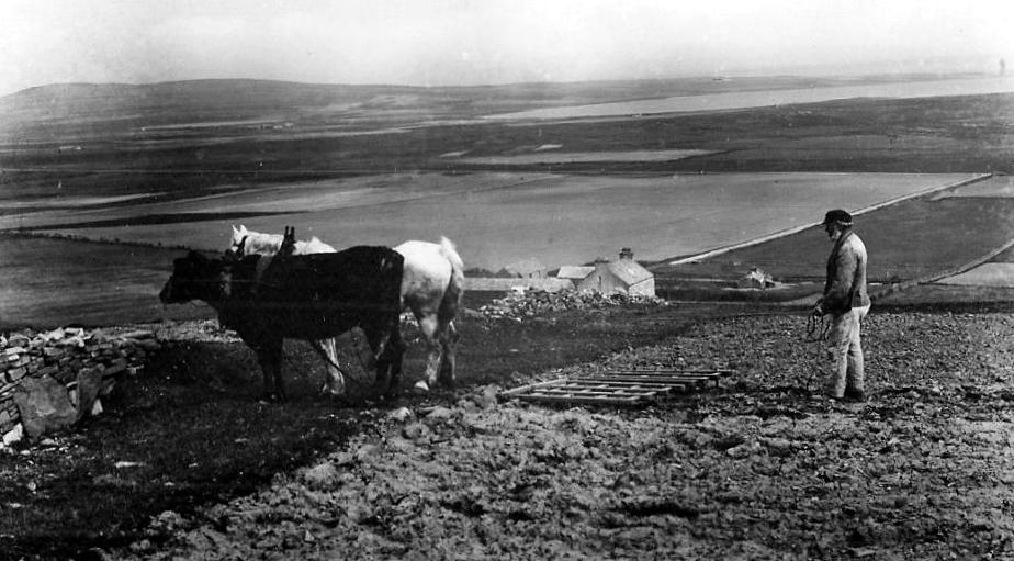 Tour Scotland: Old Photograph Crofter Harrowing Field Scotland