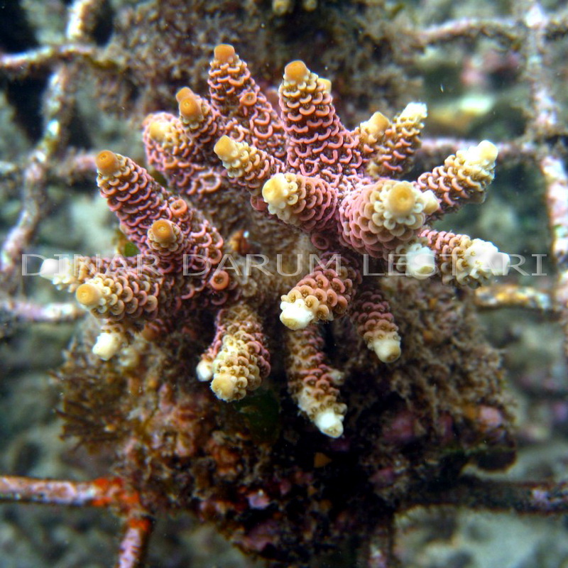 PT. DINAR DARUM LESTARI: Acropora spp