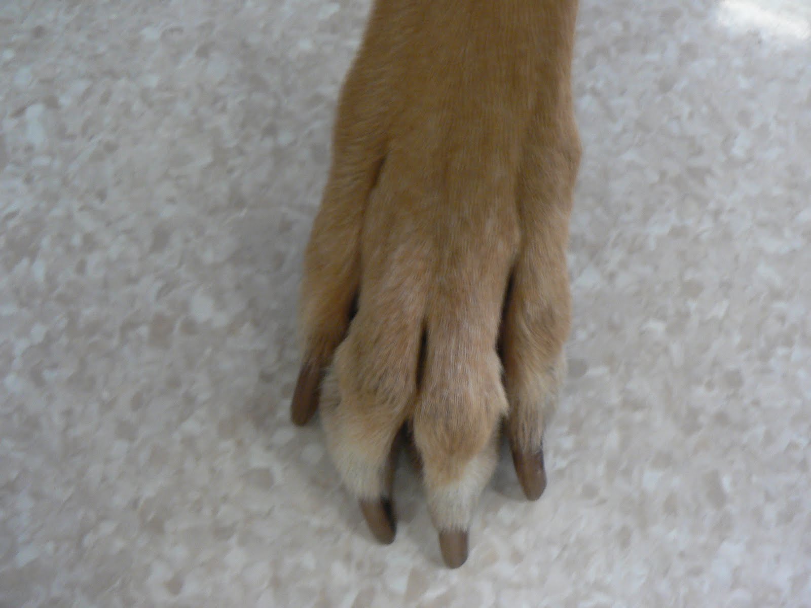 Aragon Greyhounds: Toe Injury