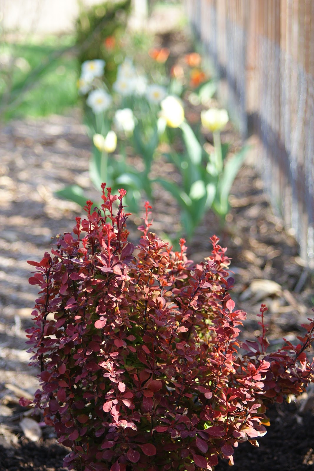 Visit My Garden: Deciduous Shrubs