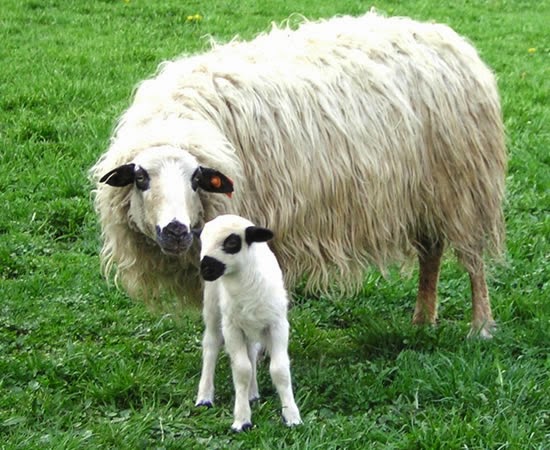 Turismo Abaurrea: La Oveja Churra