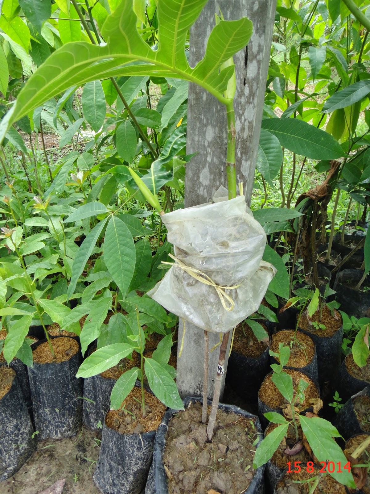 Experimental Farming: Marcotting / Air Layering Breadfruit Tree.