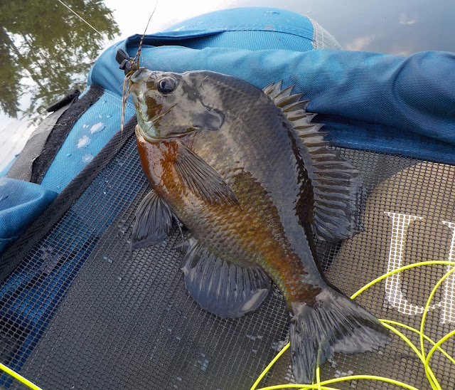 Ralph's Fly Box: Bass, Gills and Jersey Heat