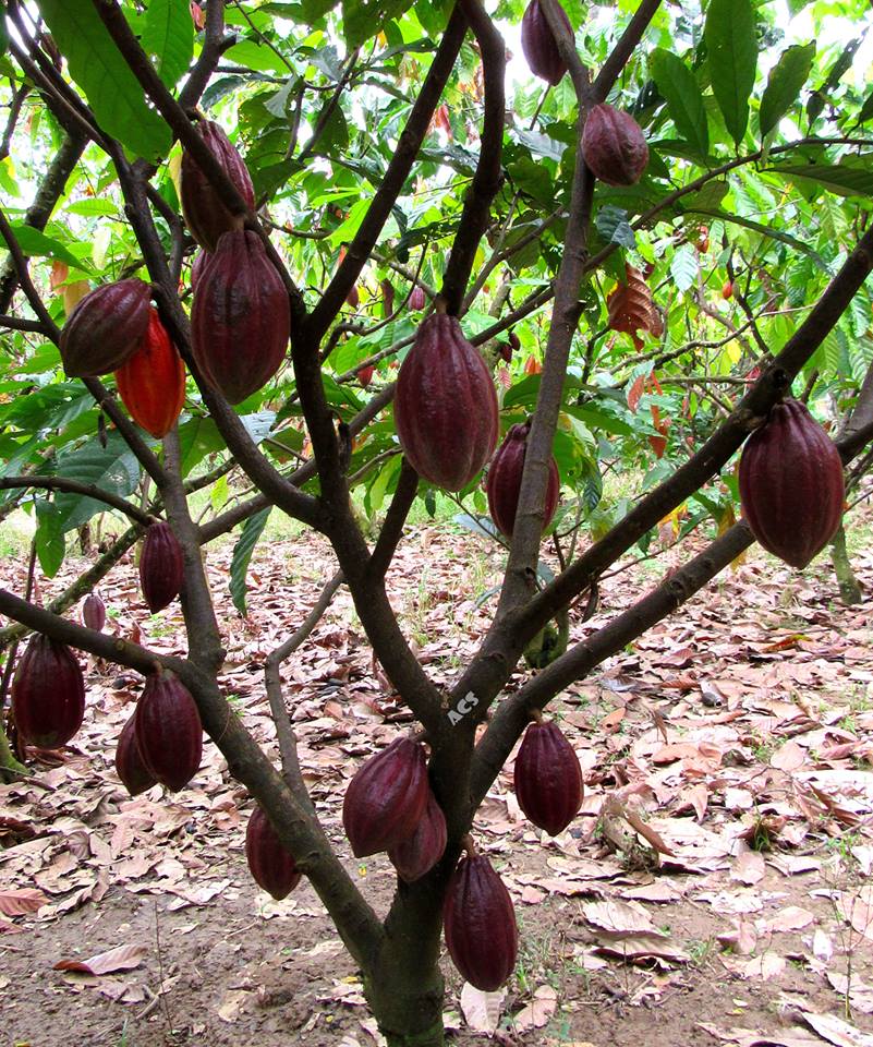 Investiga Innova Cacao Chocolate - Research Innova Cocoa Chocolate ...