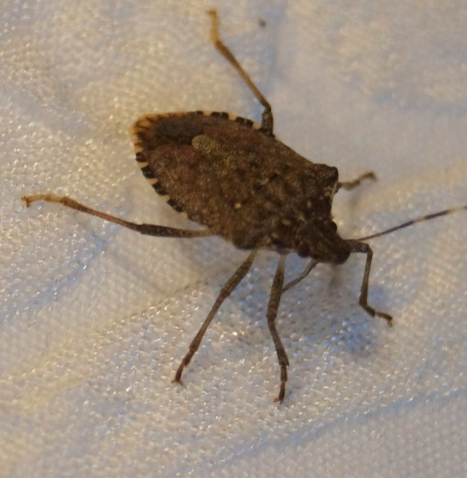 Dancing 'Cross the Country: Stink Bug Hitchhikers go the Distance