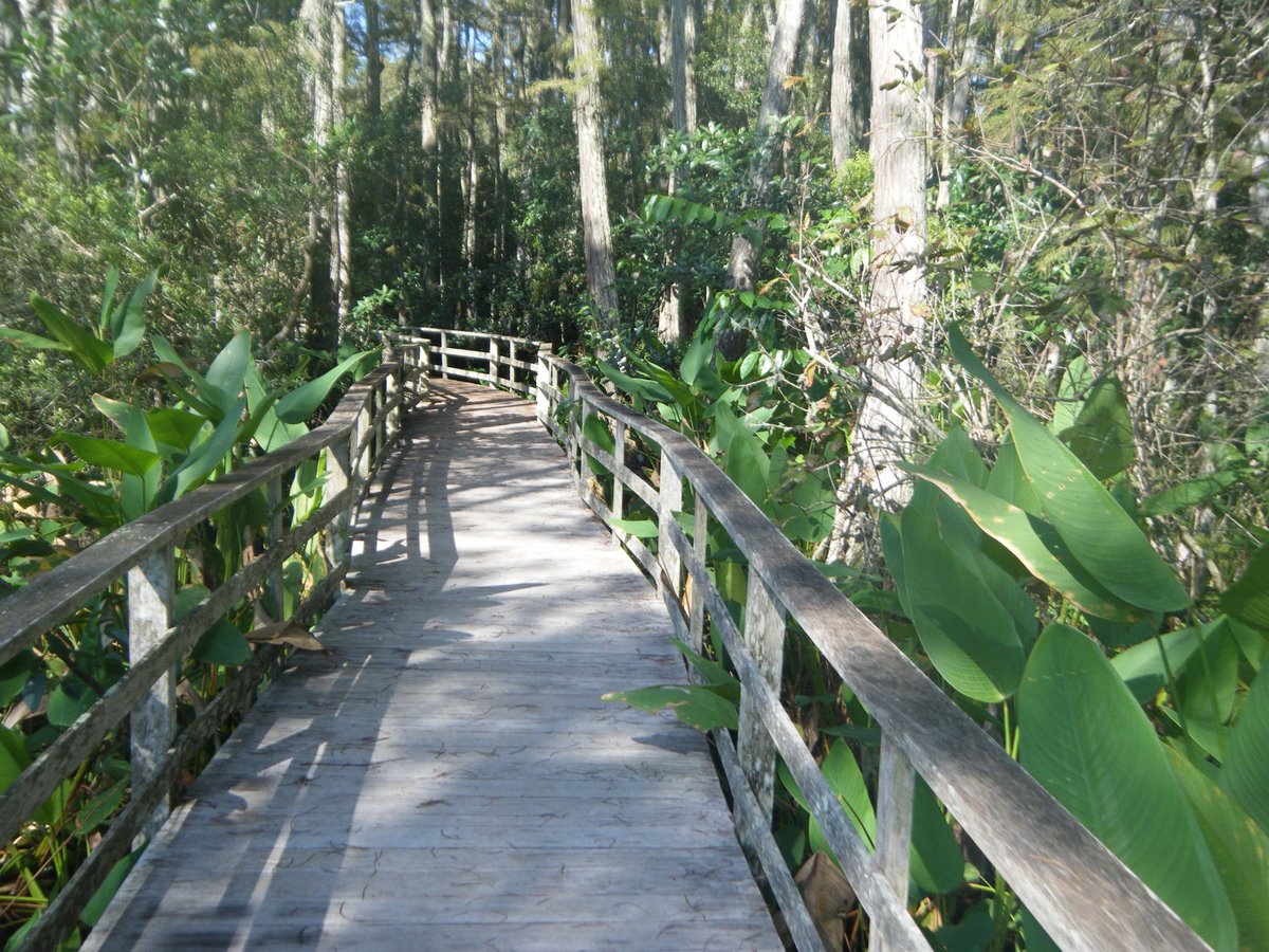 Field Notes and Photos: Corkscrew Swamp: an Audubon Society Sanctuary